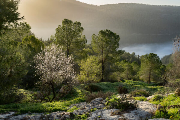 The Story of Israel’s Trees - ICEJ Australia